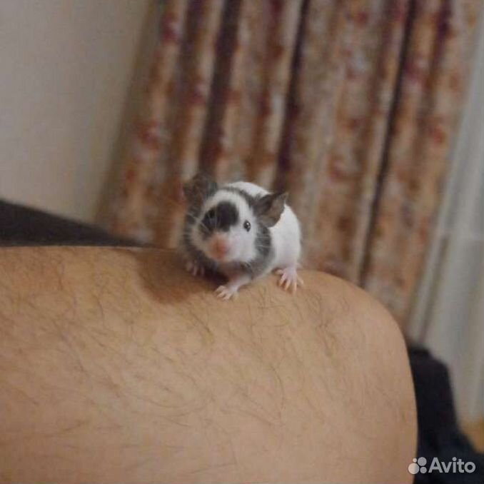 Бамбуковая мышь