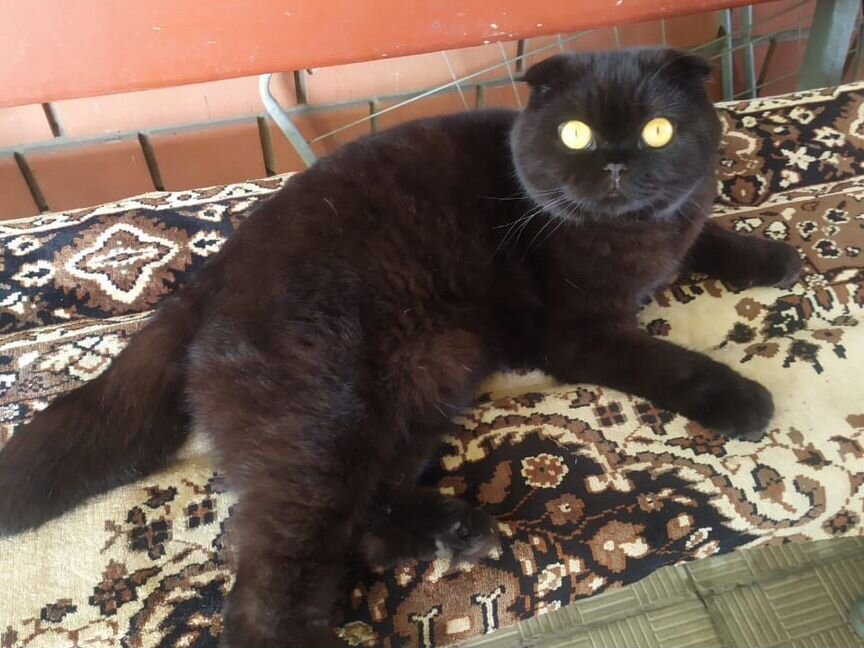 Шотландская