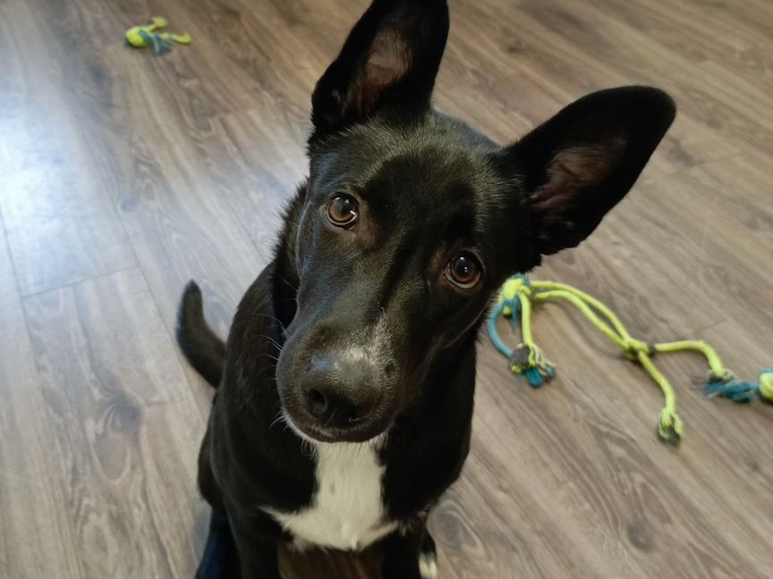 Собака в добрые руки щенок