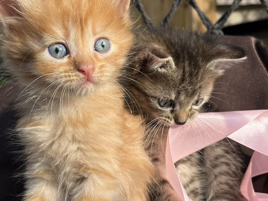 Котята