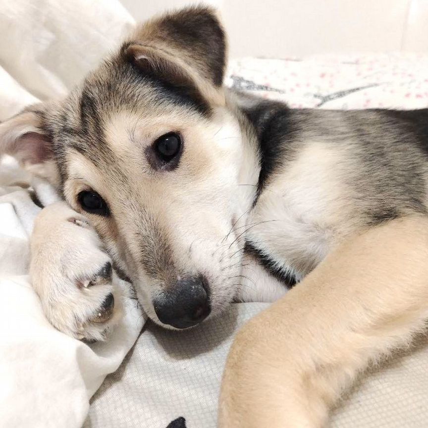 Щенок в добрые руки