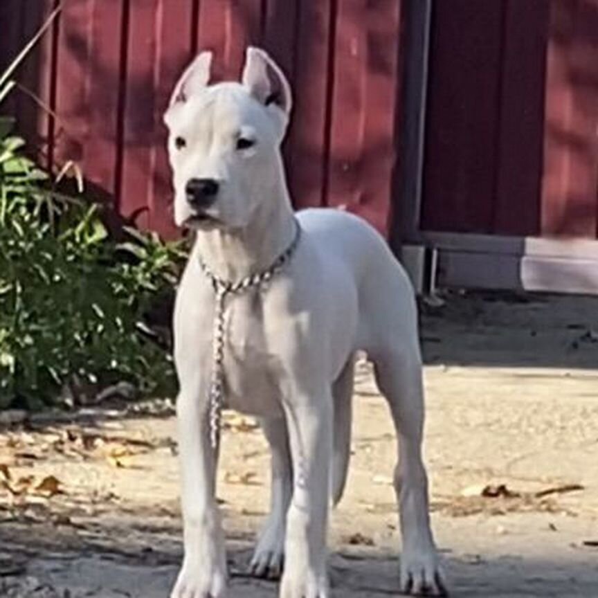 Девочка аргентинский дог