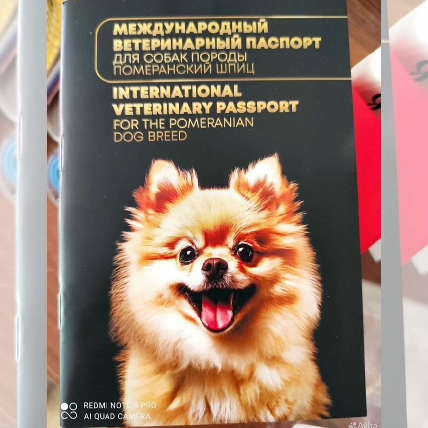 Ветеринарный паспорт для шпица