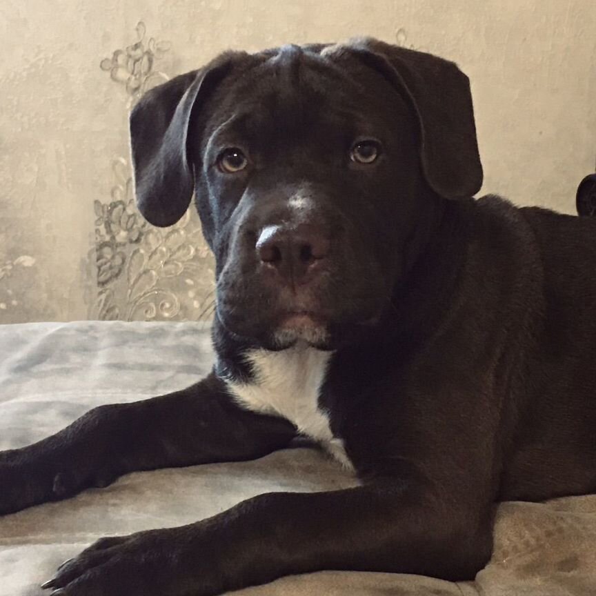 Щенки стаффорда