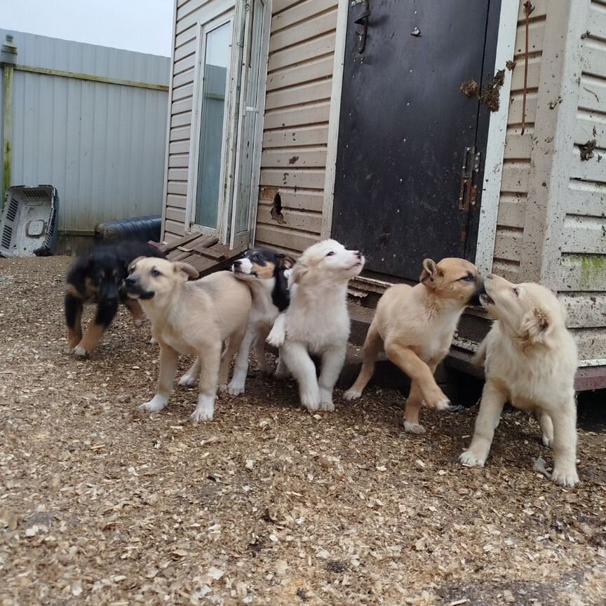 Щенок в добрые руки