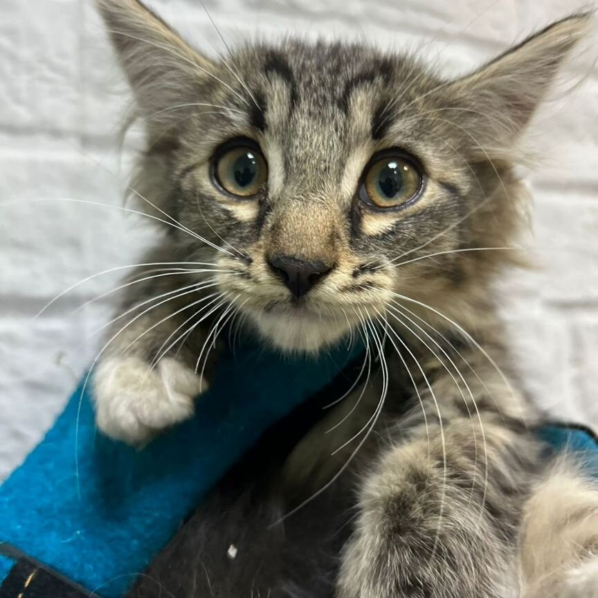 Альберт ищет семью