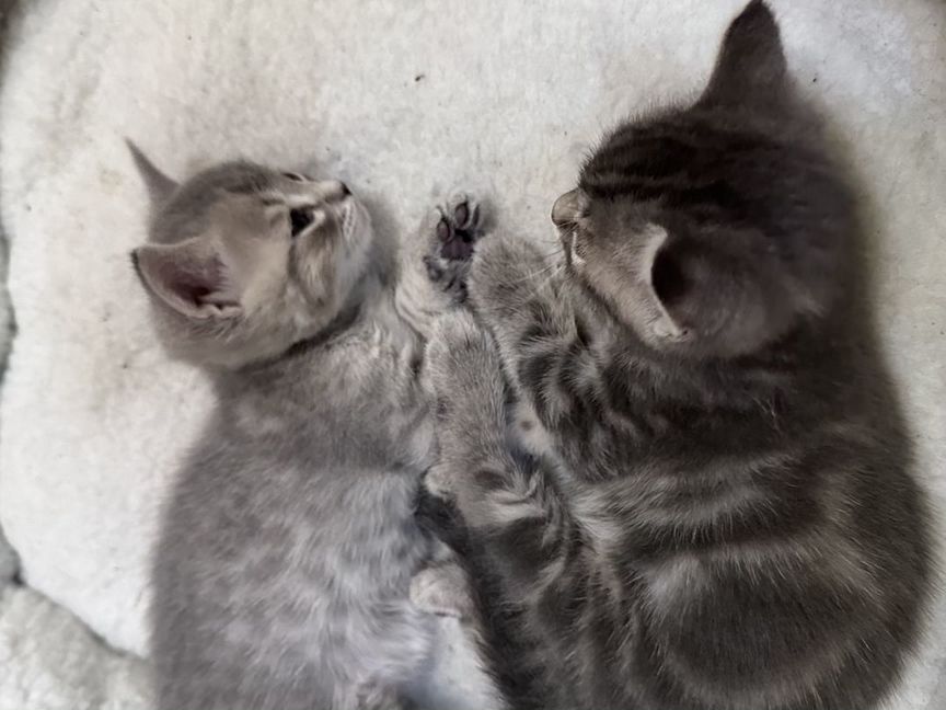 Котята от мамы шотландки