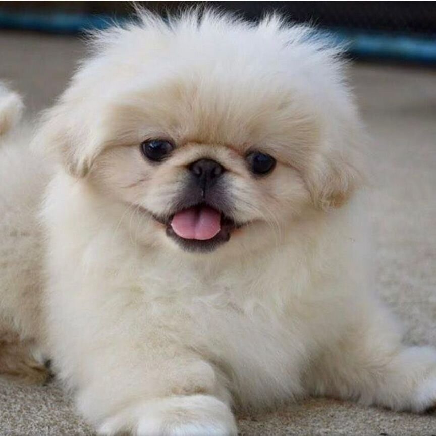 Красотулички Пекинесики