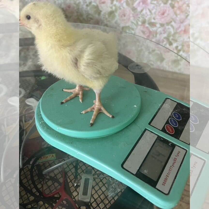 Цыплята Бройлер суточный молоднякКобб 500