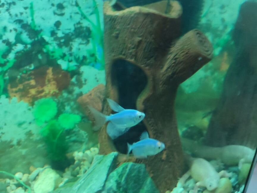 Продам тритонов, декорация для аквариума, сом