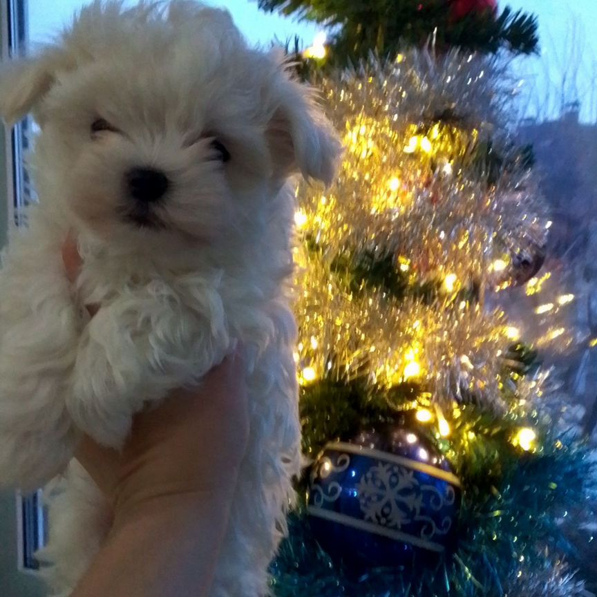 Мальтезе мальтийская болонка с документами РКФ