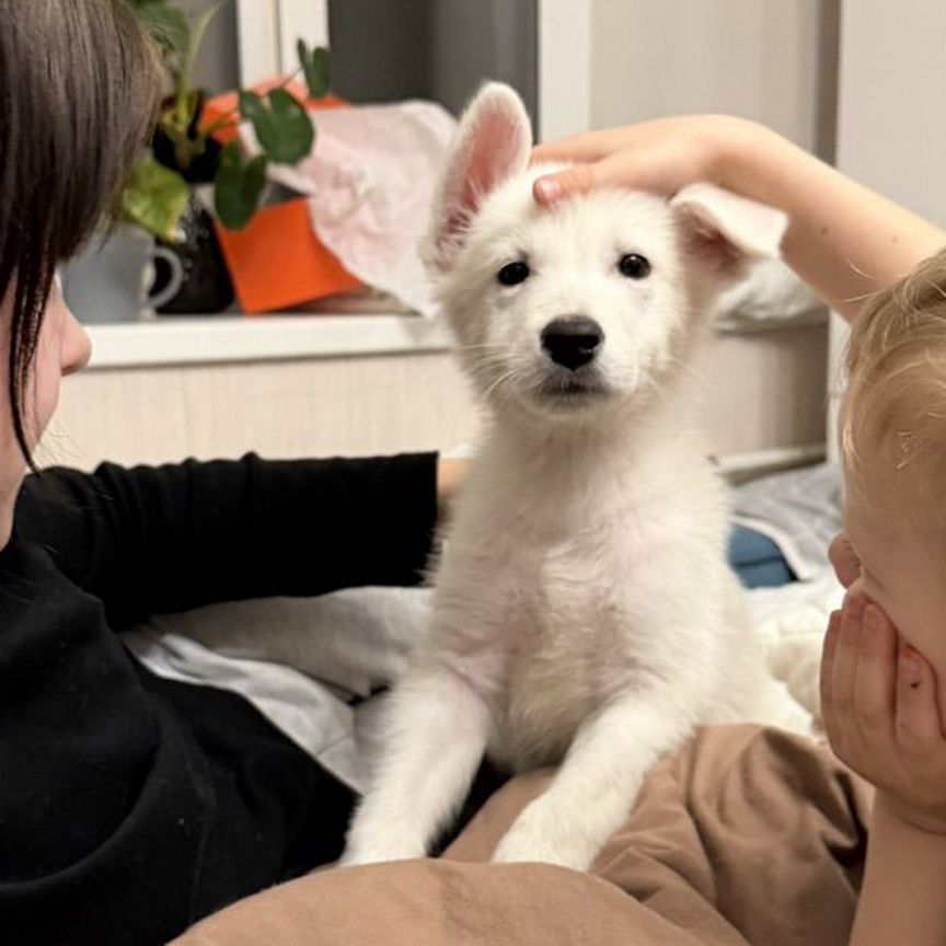 Западносибирская лайка, щенок