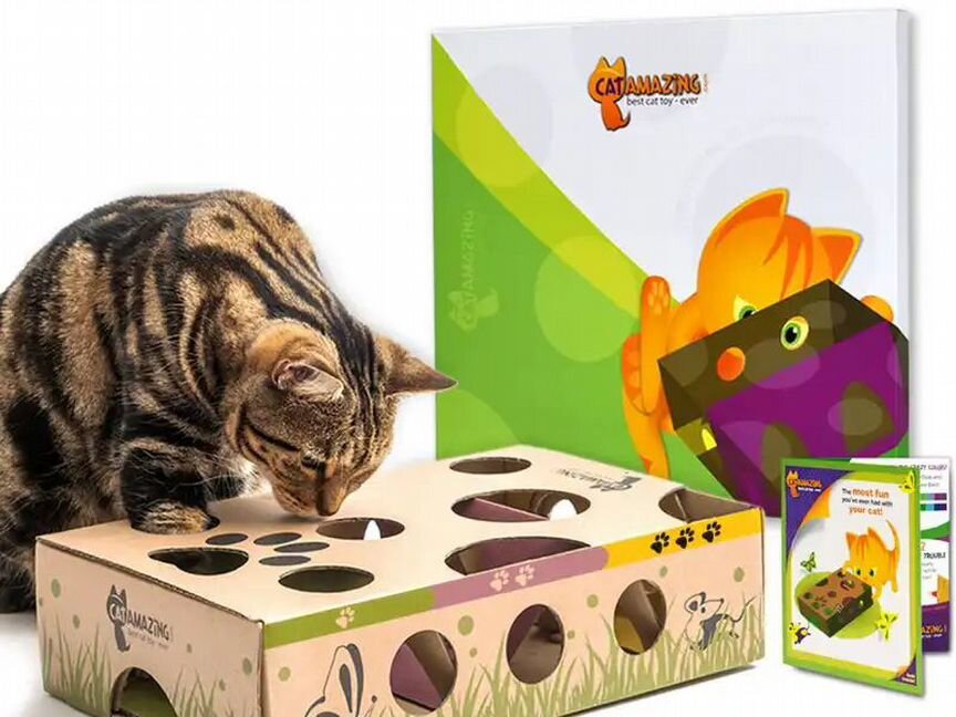 Cat Amazing hunter-seeker