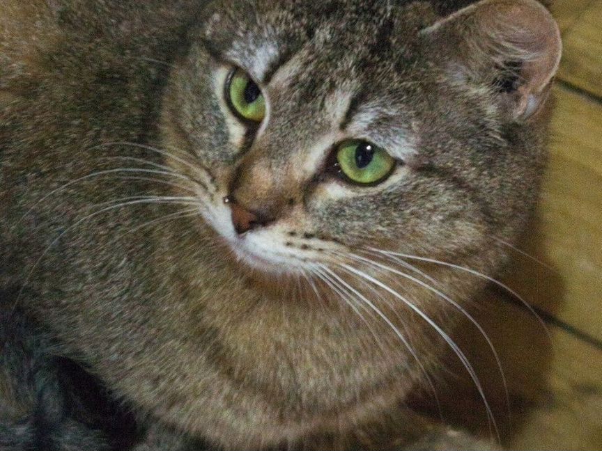 Брунгильда в добрые руки