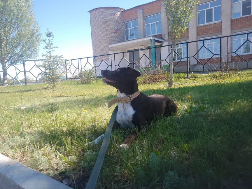 Русский охотничий спаниель