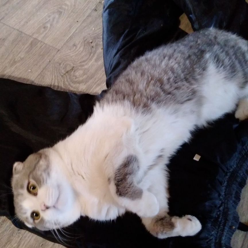 Шотландский вислоухий короткошёрстный котёнок