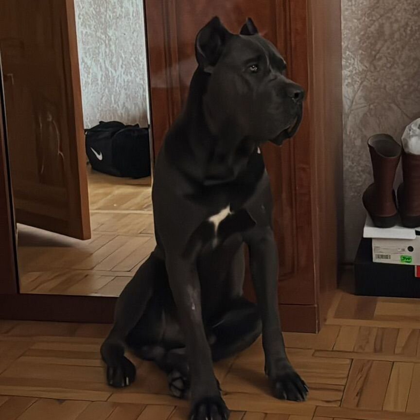 Кане корсо вязка