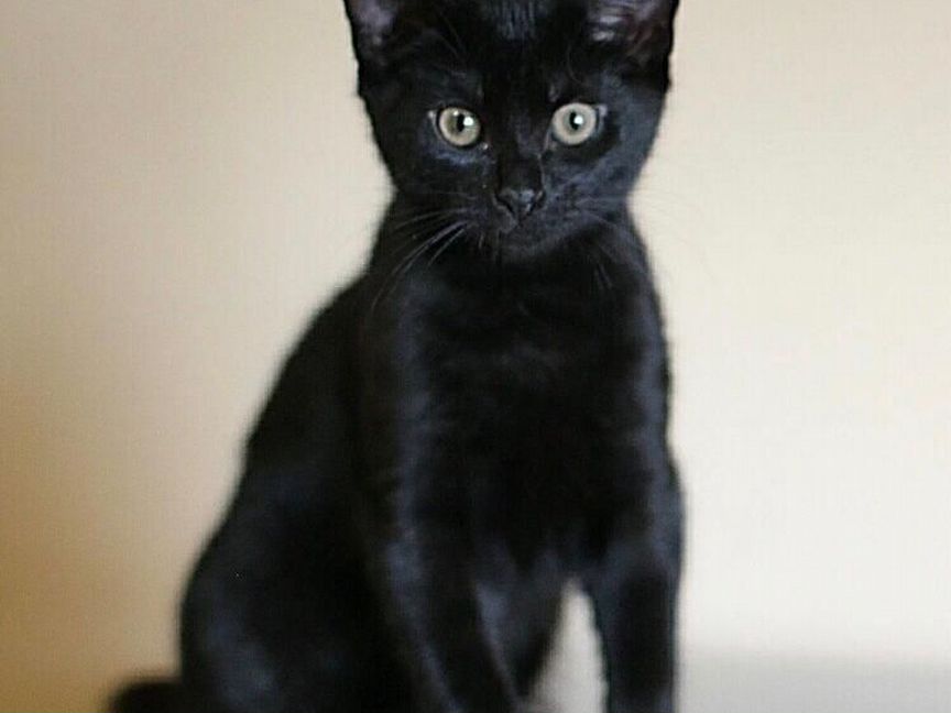 Черный котенок мальчик Пиратик в дар