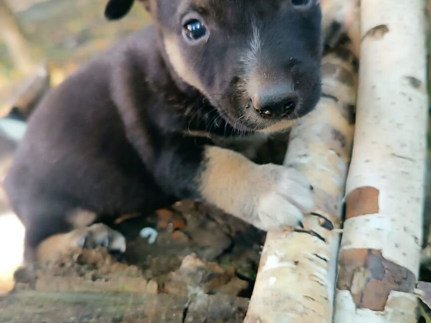 Щеночки- коротышки 1,5 мес ручные