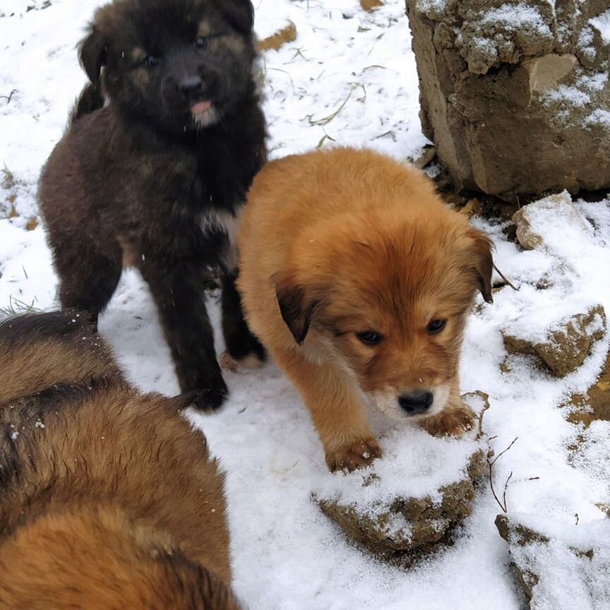 Щенки простые