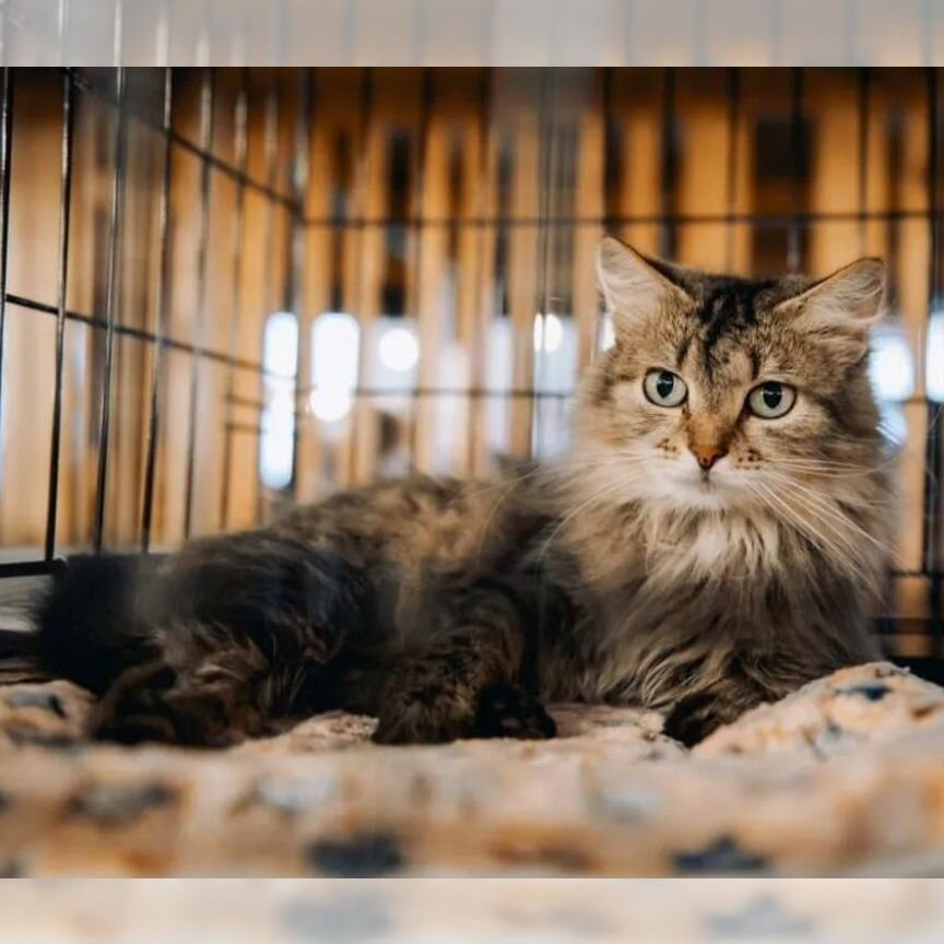 Кошечка в добрые руки