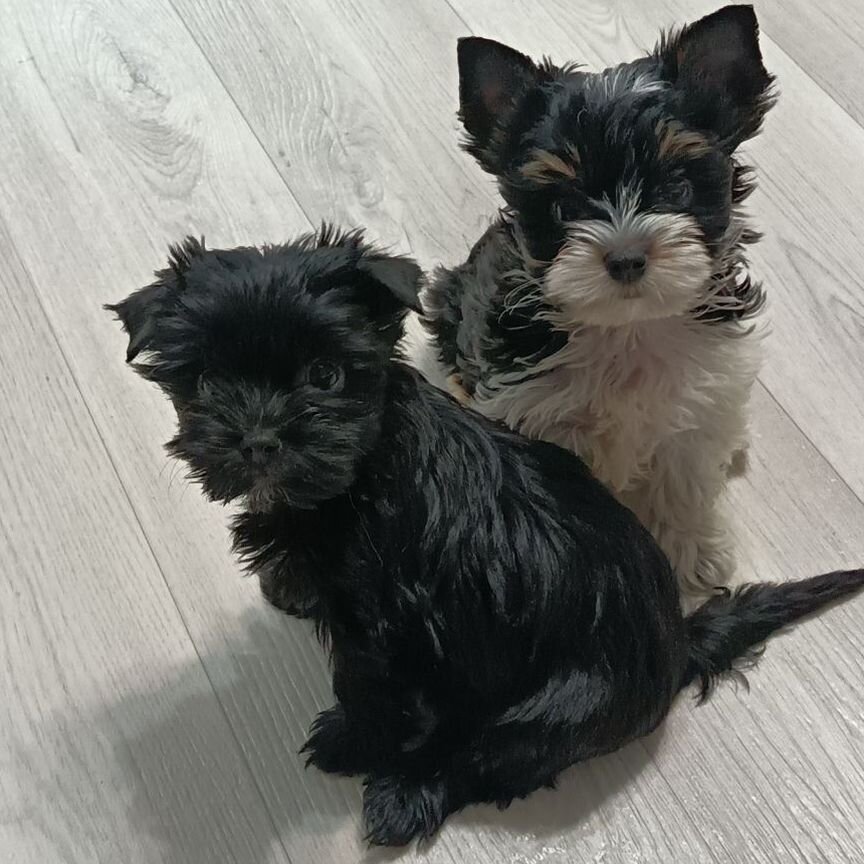 Йоркширский терьер, щенок