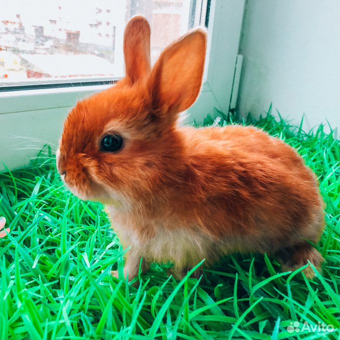 Карликовый кролик - королевский редкий
