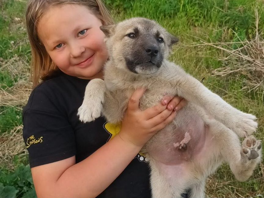 Щенка в самые добрые руки