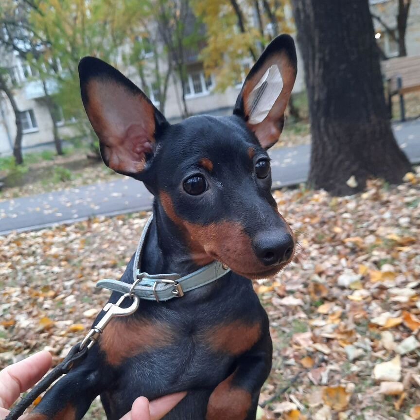 Щенок цвергпинчера