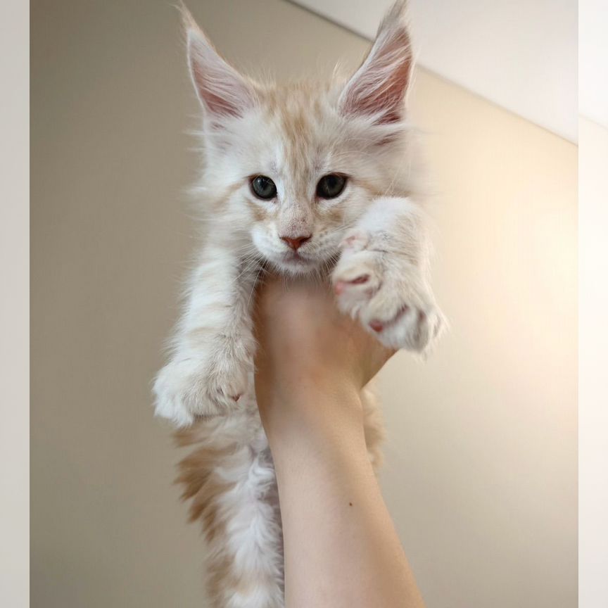Мейн-кун котёнок