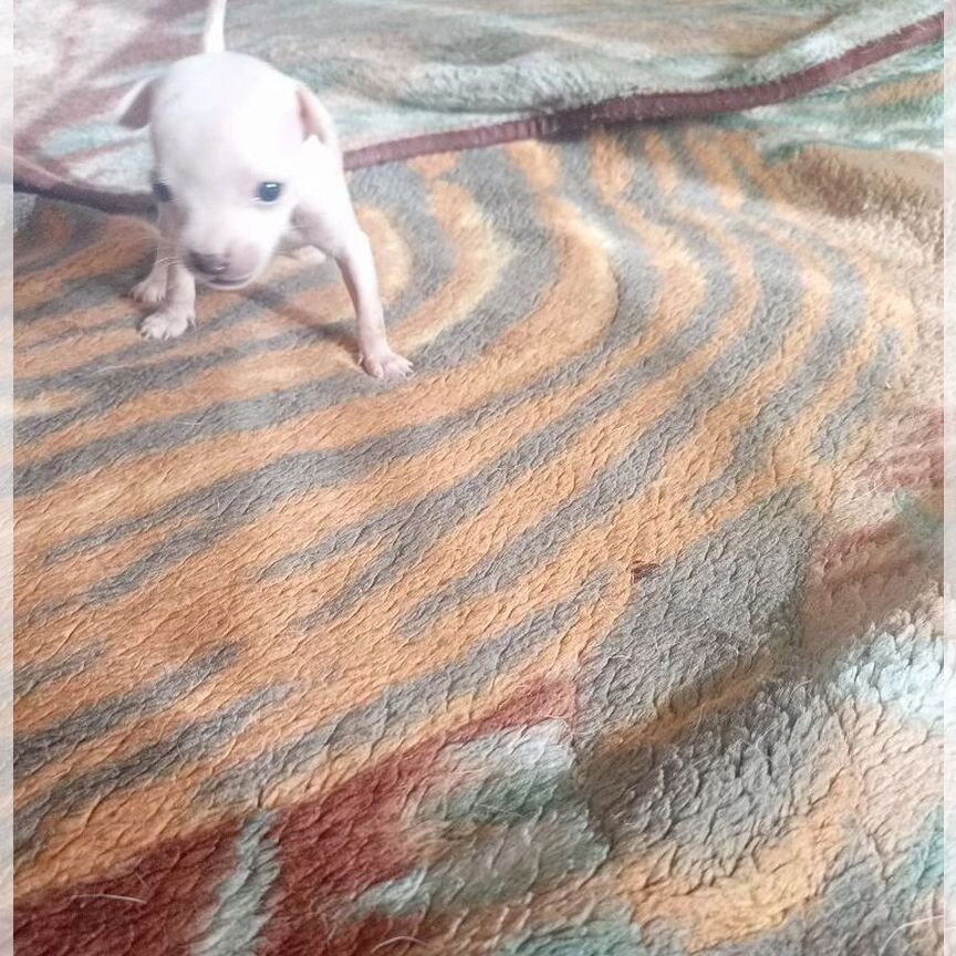 Русский той-терьер, щенок