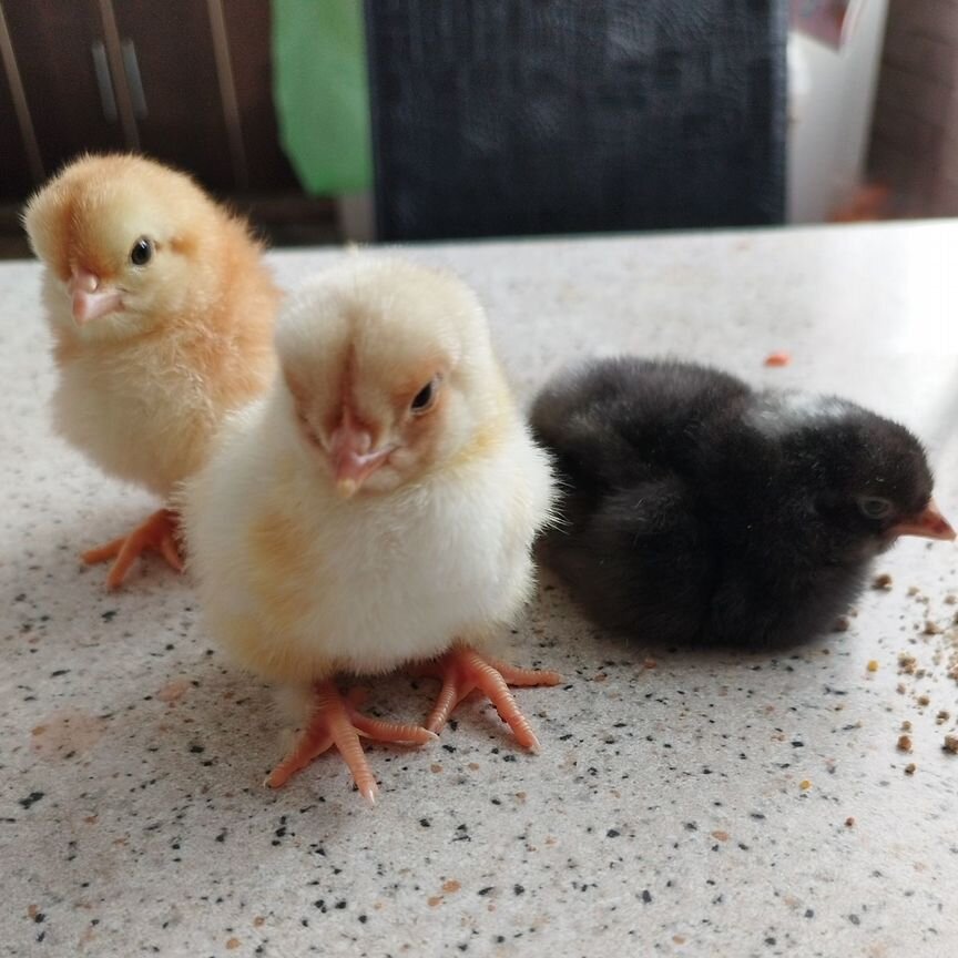 Цыплята несушки