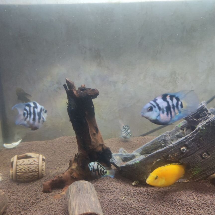 Цихлиды попугайчики рыбки