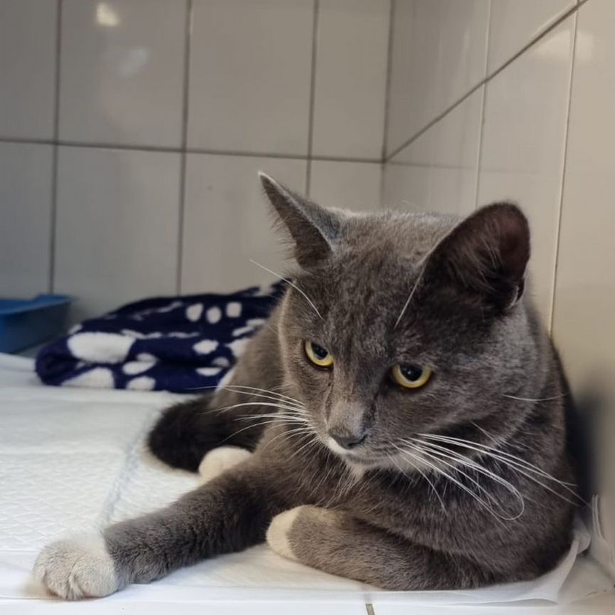 Кот Скай в добрые руки