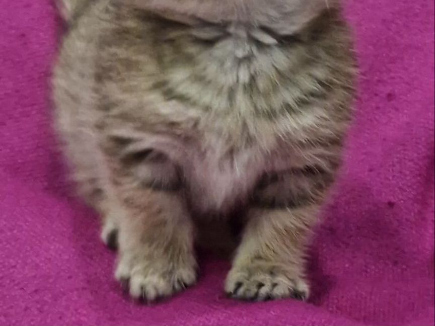 Котик породы манчкин