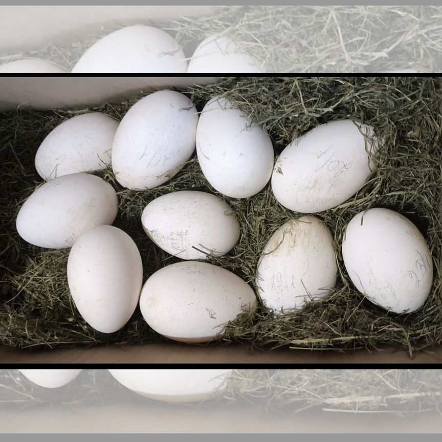 Инкубационное яйцо гусей