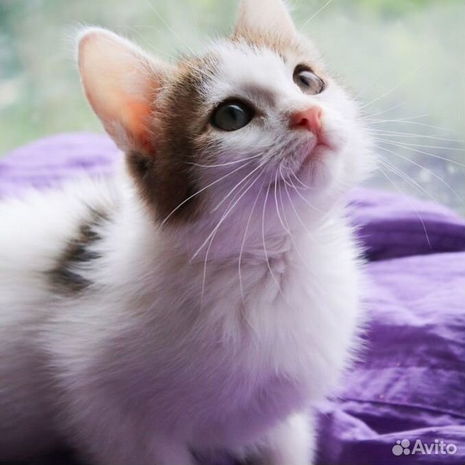 Маленький котенок Морковка в добрые руки