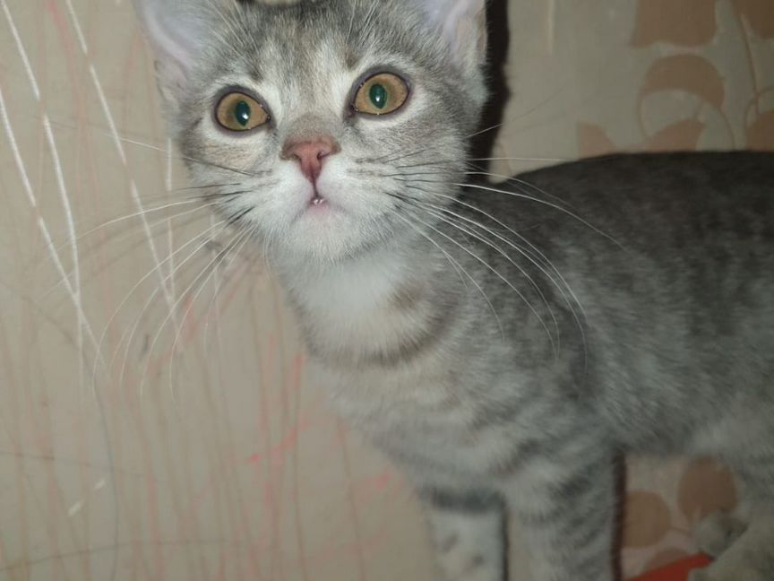 Котик 3 месяца шотланский