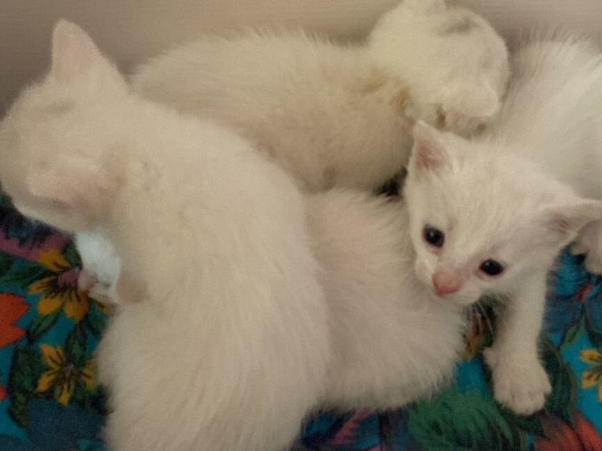 Котята в добрые руки бесплатно белые