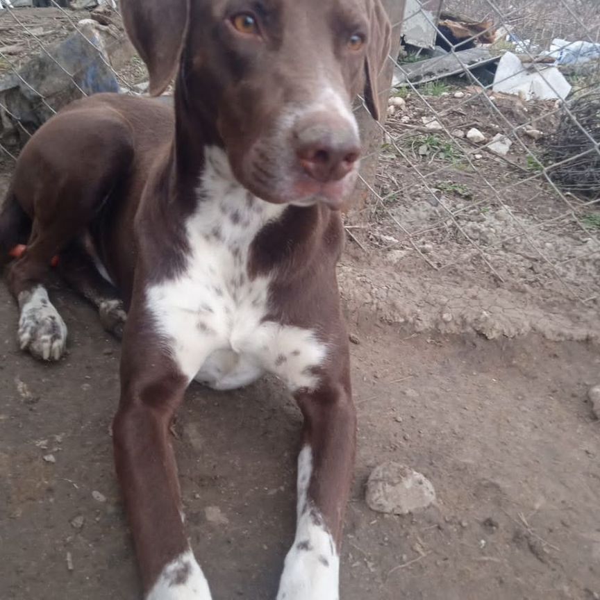 Щенок в добрые руки