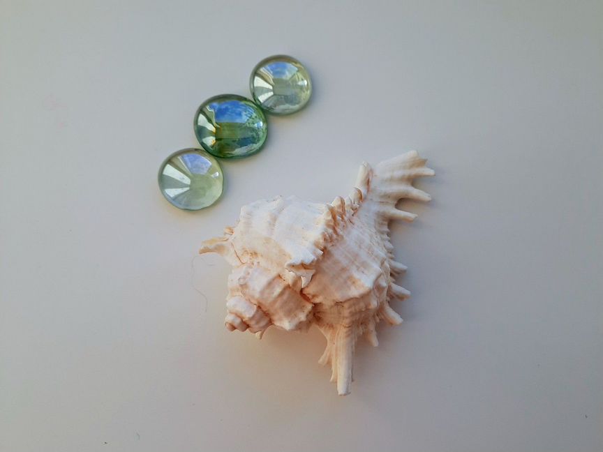 Ракушка морская натуральная, 119 см