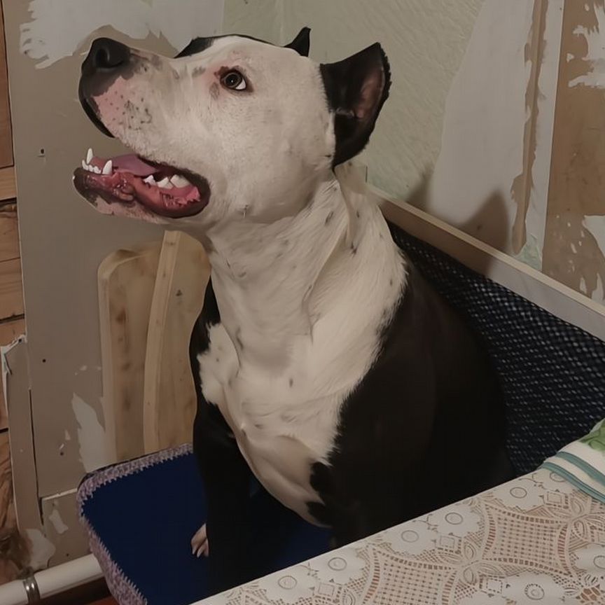 Американский стаффордширский терьер, щенок