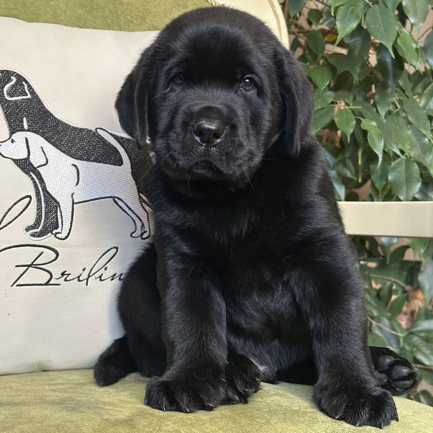 Лабрадор-ретривер, щенок