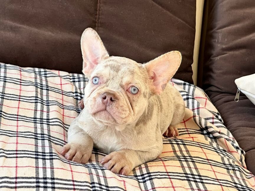 Французский бульдог
