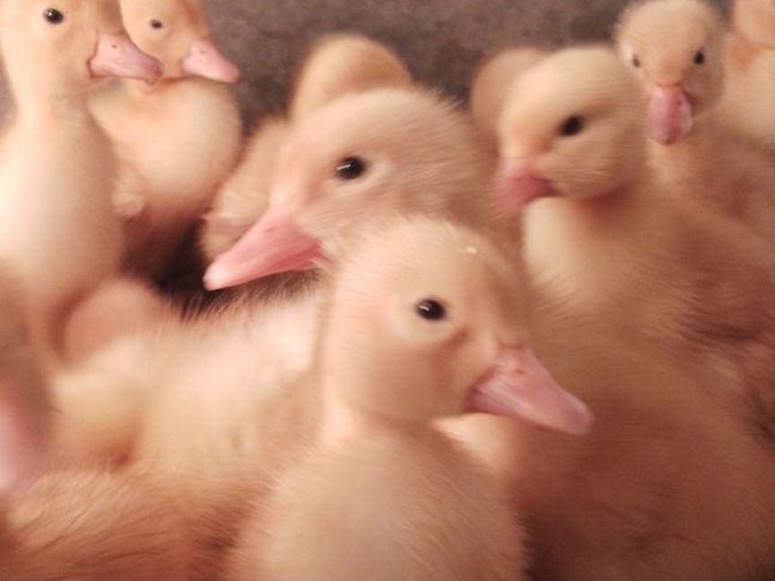 Утята подрощенные