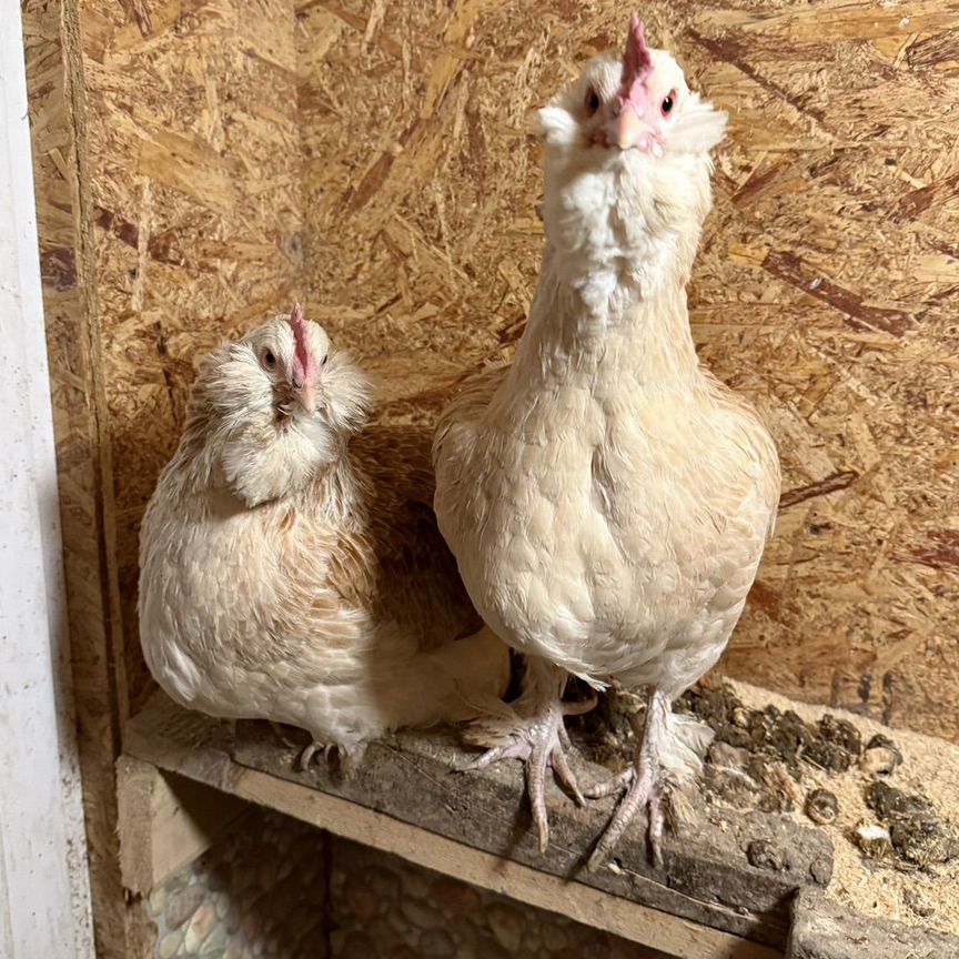 Куры Фавероль 8 месяцев Забронировано до понедельн