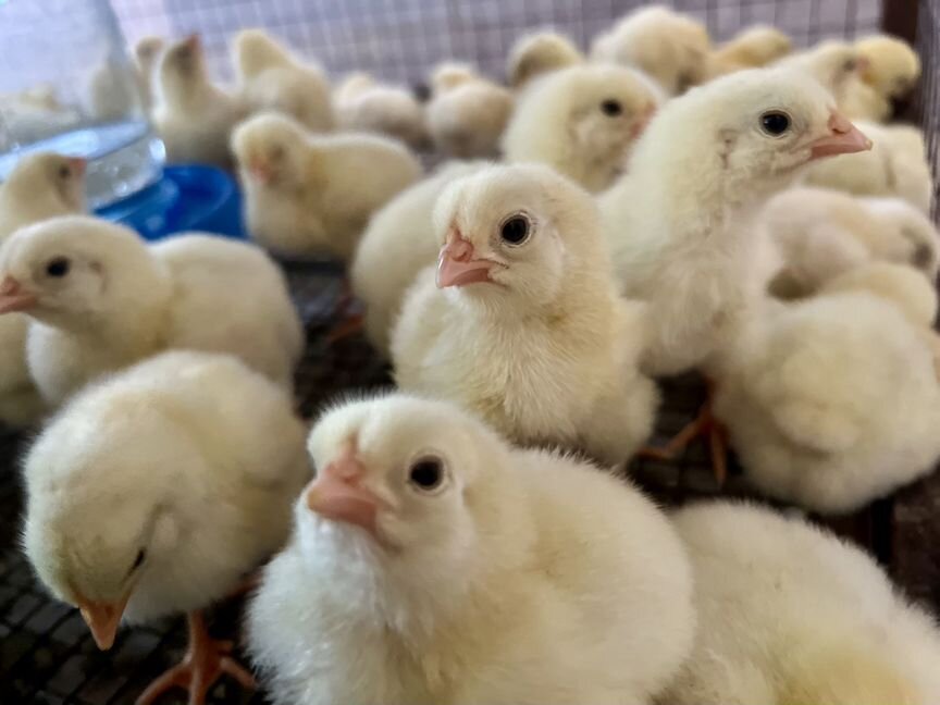 Цыплята бройлера ross308/kobb500 на 10.08