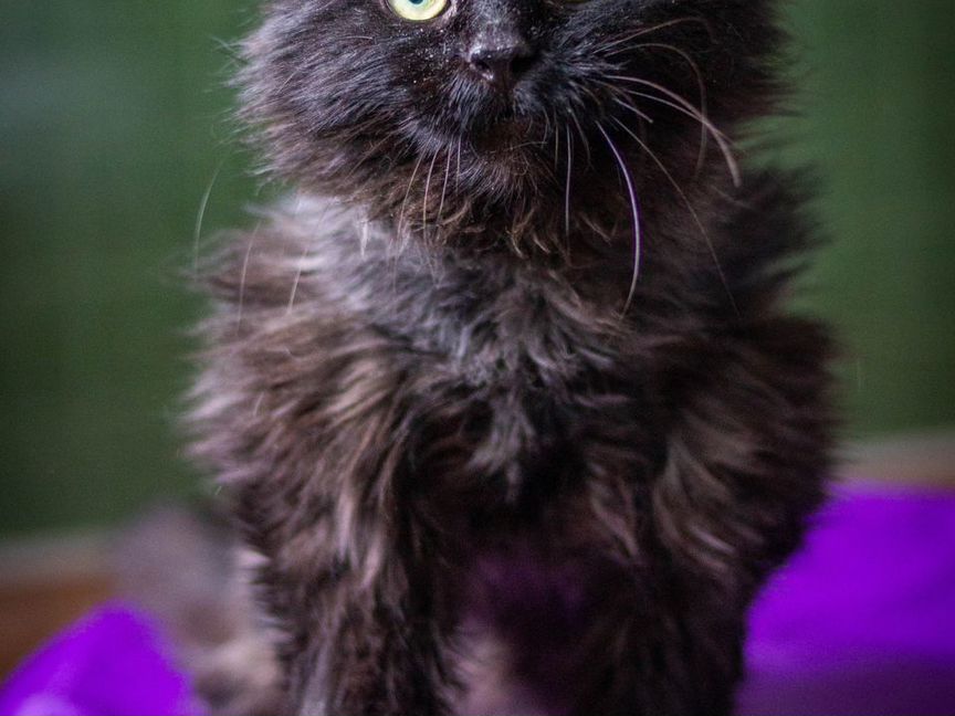 Общительный котик Витас