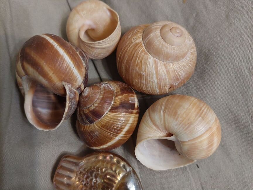 Морские ракушки для дизайна