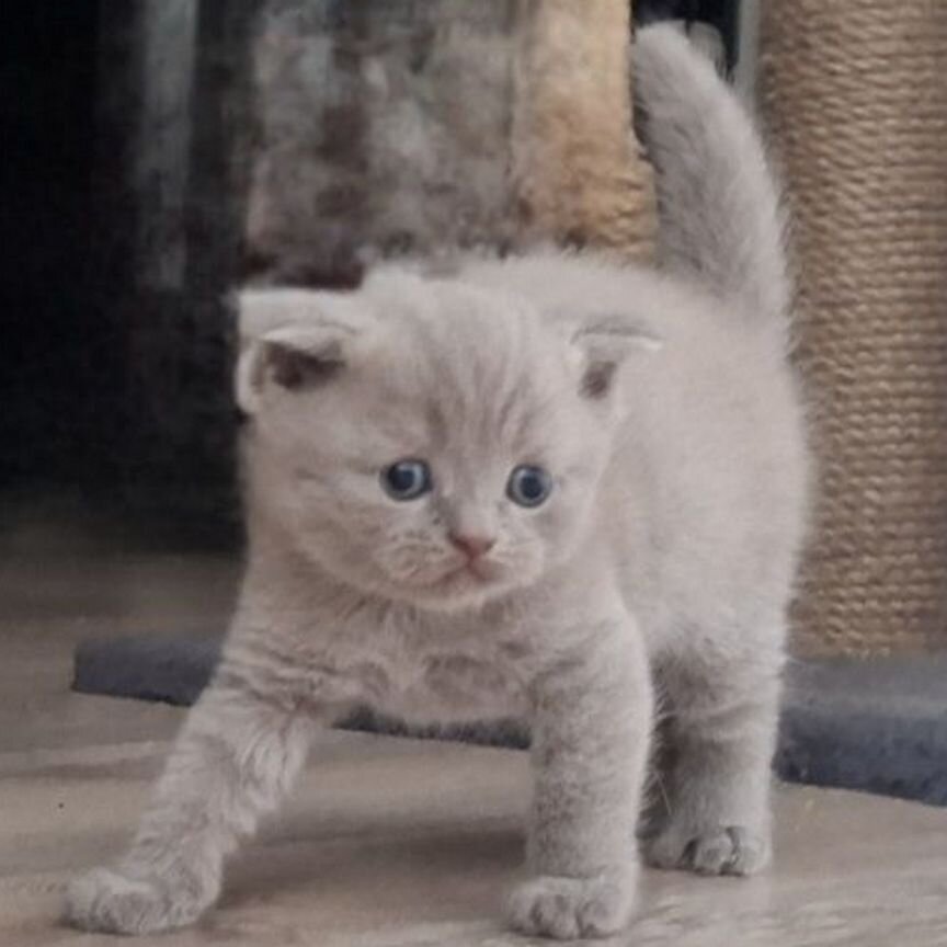 Шотландский вислоухий короткошёрстный котёнок